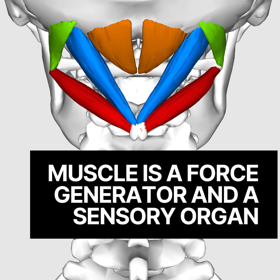 Biomechanical function of cervical muscle: suboccipital
